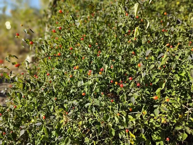 Celebrate the Winter Solstice at Mission Garden | Mission Garden ...